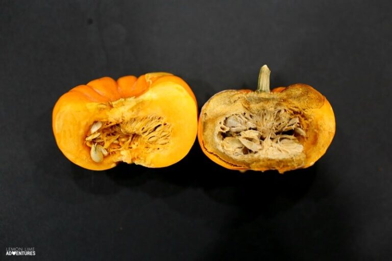 Engaging Pumpkin STEM Activities for Elementary Students
