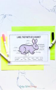 Discover the Anatomy of a Rabbit with Engaging Worksheets
