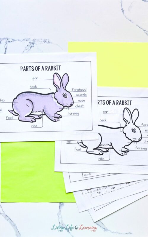 Discover the Anatomy of a Rabbit with Engaging Worksheets