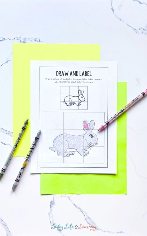 Discover the Anatomy of a Rabbit with Engaging Worksheets