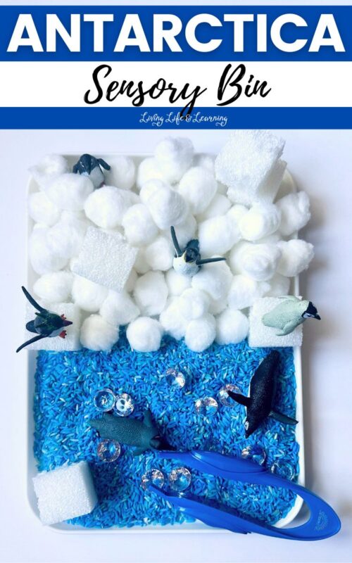 Explore the Antarctic with an Exciting Sensory Bin