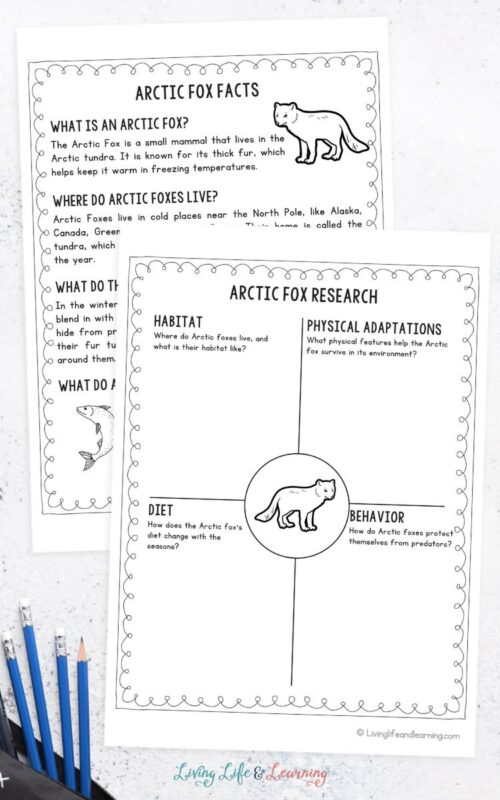 Educational Worksheets to Explore the Arctic Fox