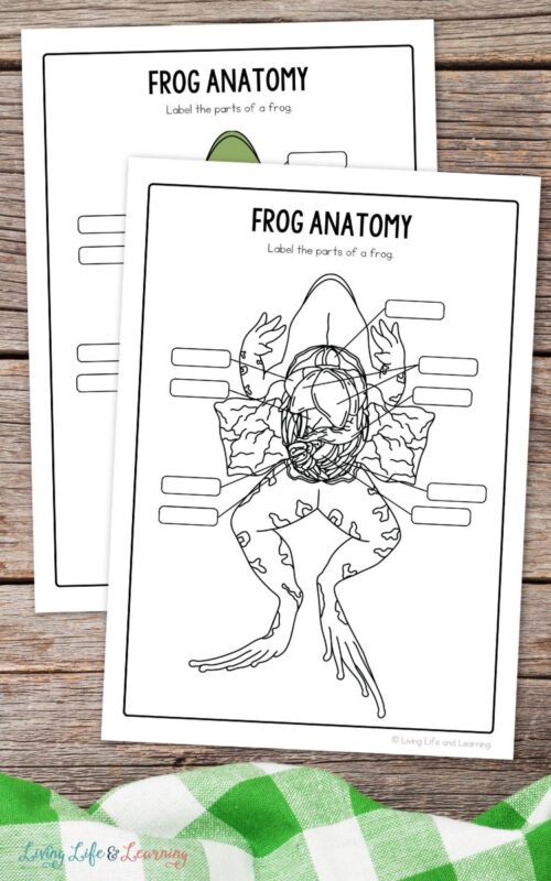 Frog Anatomy Worksheets for Kids: Discover Frog Science