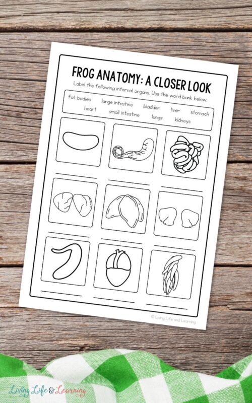 Frog Anatomy Worksheets for Kids: Discover Frog Science