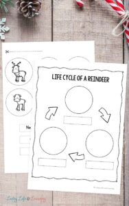 Free Christmas Printable: Reindeer Life Cycle Worksheets for Kids