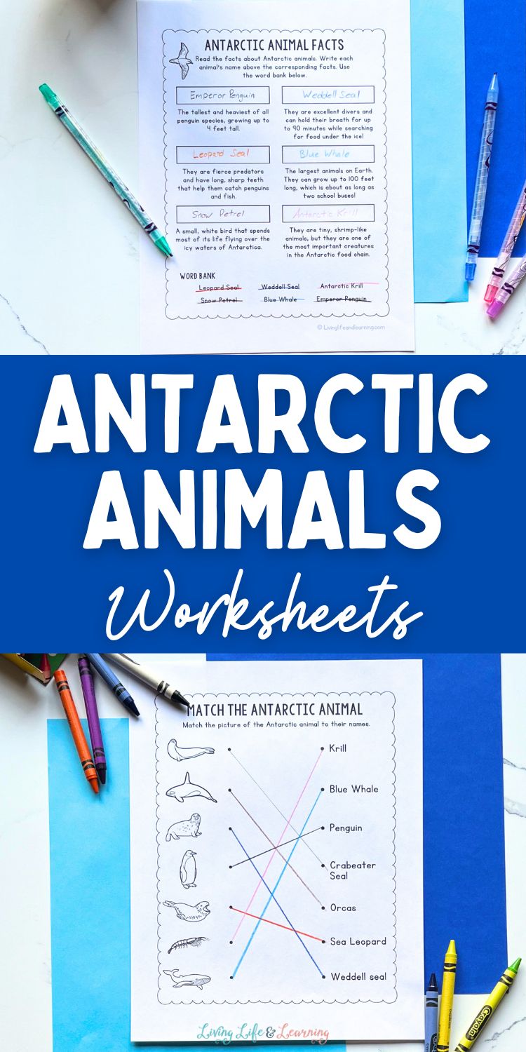 Antarctic Animals Worksheets: Winter Discovery and Learning