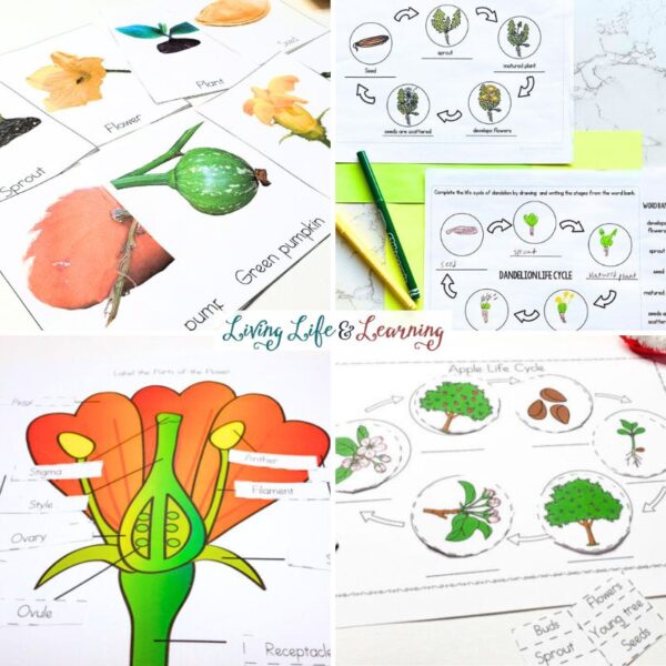 Life Cycle Worksheets for Kids