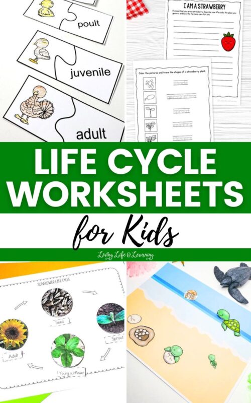 Life Cycle Worksheets for Kids