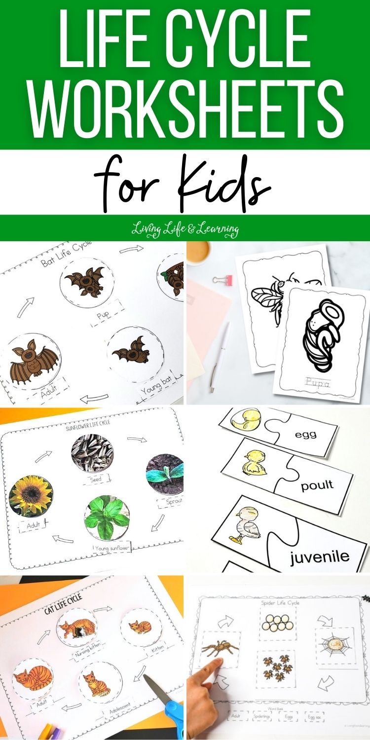 Life Cycle Worksheets for Kids