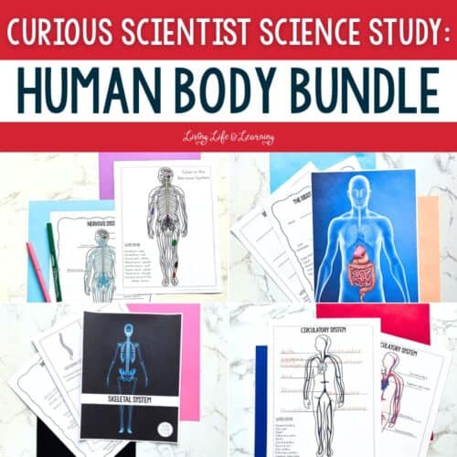 Visual Learning with the Human Reproductive System Worksheets