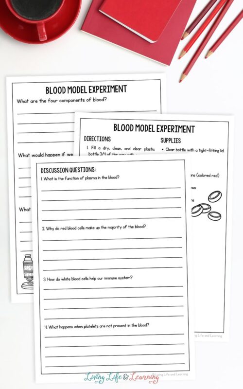 Blood Model in a Bottle: Exploring Vascular Systems