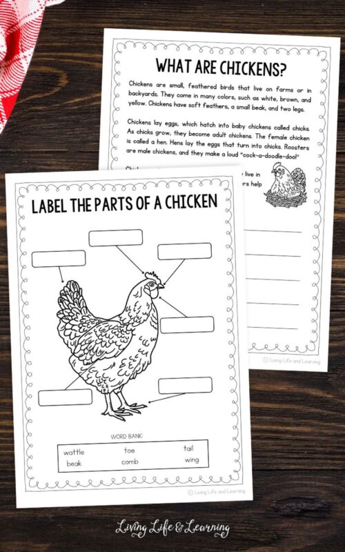 Chicken Worksheets to Explore Farm Life Education