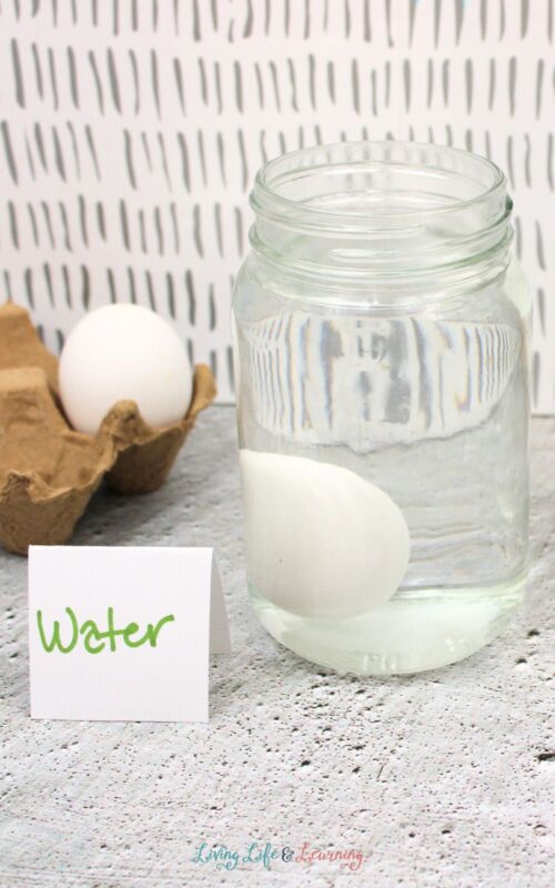 Floating Egg Science Experiment : Learning About Density at Home