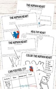 Human Heart Worksheets for Kindergarten: Teaching Resources