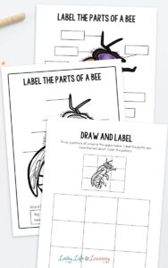 Parts of a Bee Worksheet: Exploring Bee Anatomy Made Fun