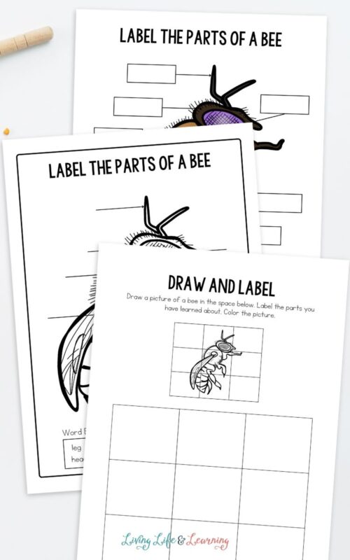 Parts of a Bee Worksheet: Exploring Bee Anatomy Made Fun