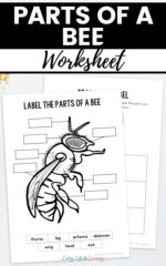 Parts of a Bee Worksheet: Exploring Bee Anatomy Made Fun