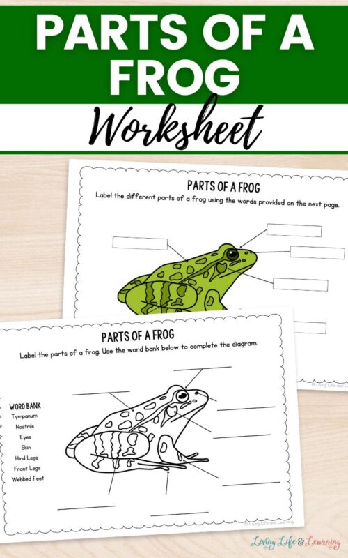 Parts of a Frog Worksheet to Teach Kids About Frog Anatomy