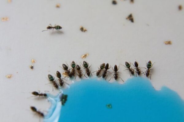 Ant Activities for Toddlers: Engaging Learning Ideas for Young Kids