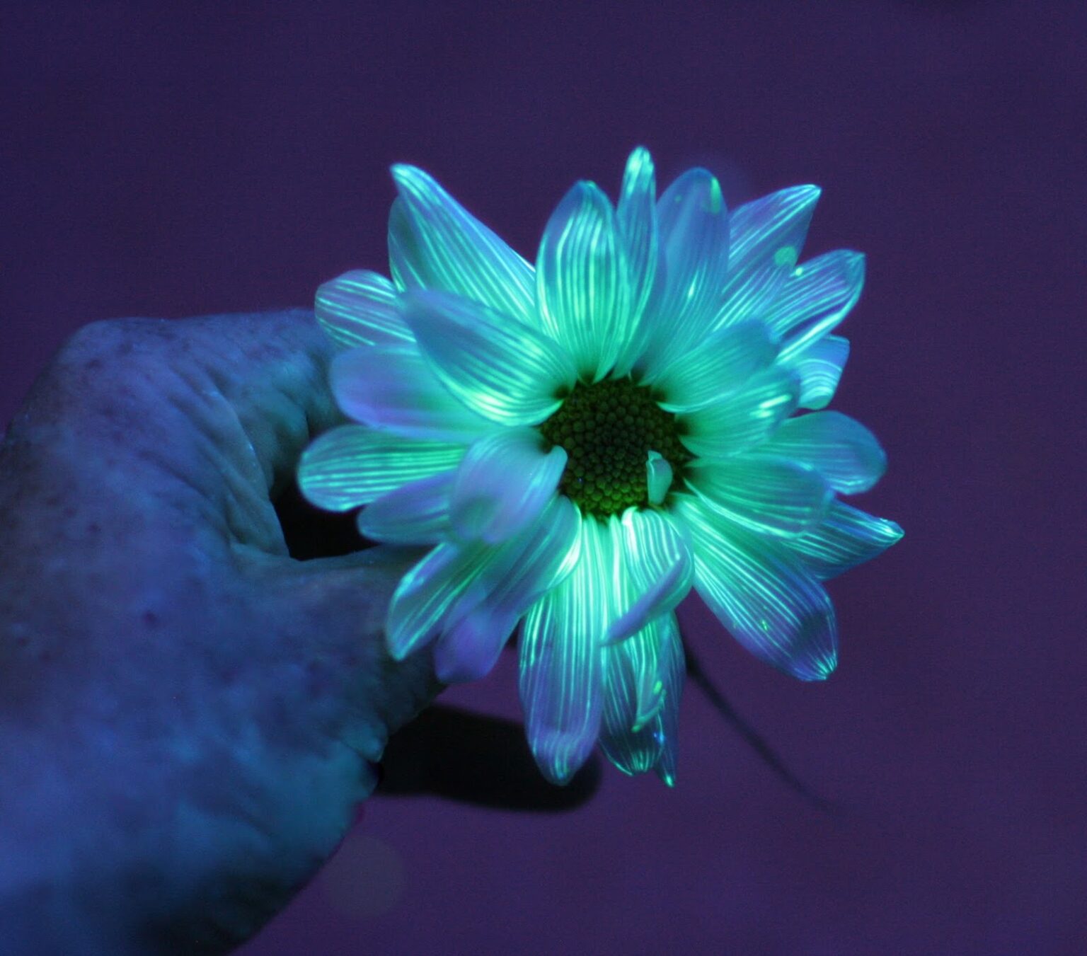 Flower Science Activities for Preschoolers to Explore This Spring