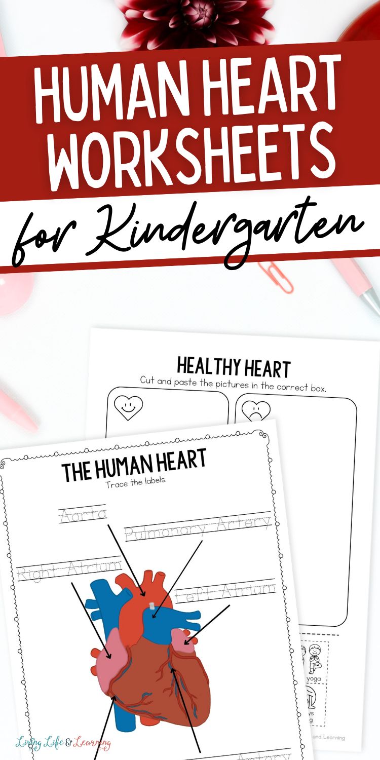 Human Heart Worksheets for Kindergarten: Teaching Resources
