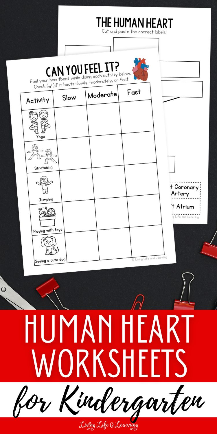 Human Heart Worksheets for Kindergarten: Teaching Resources