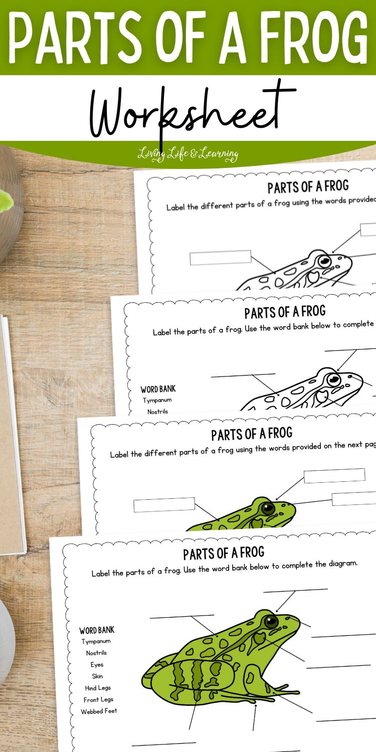 Parts of a Frog Worksheet to Teach Kids About Frog Anatomy