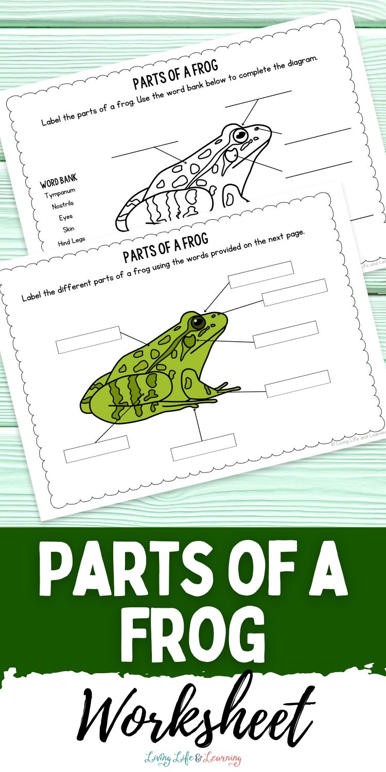 Parts of a Frog Worksheet to Teach Kids About Frog Anatomy