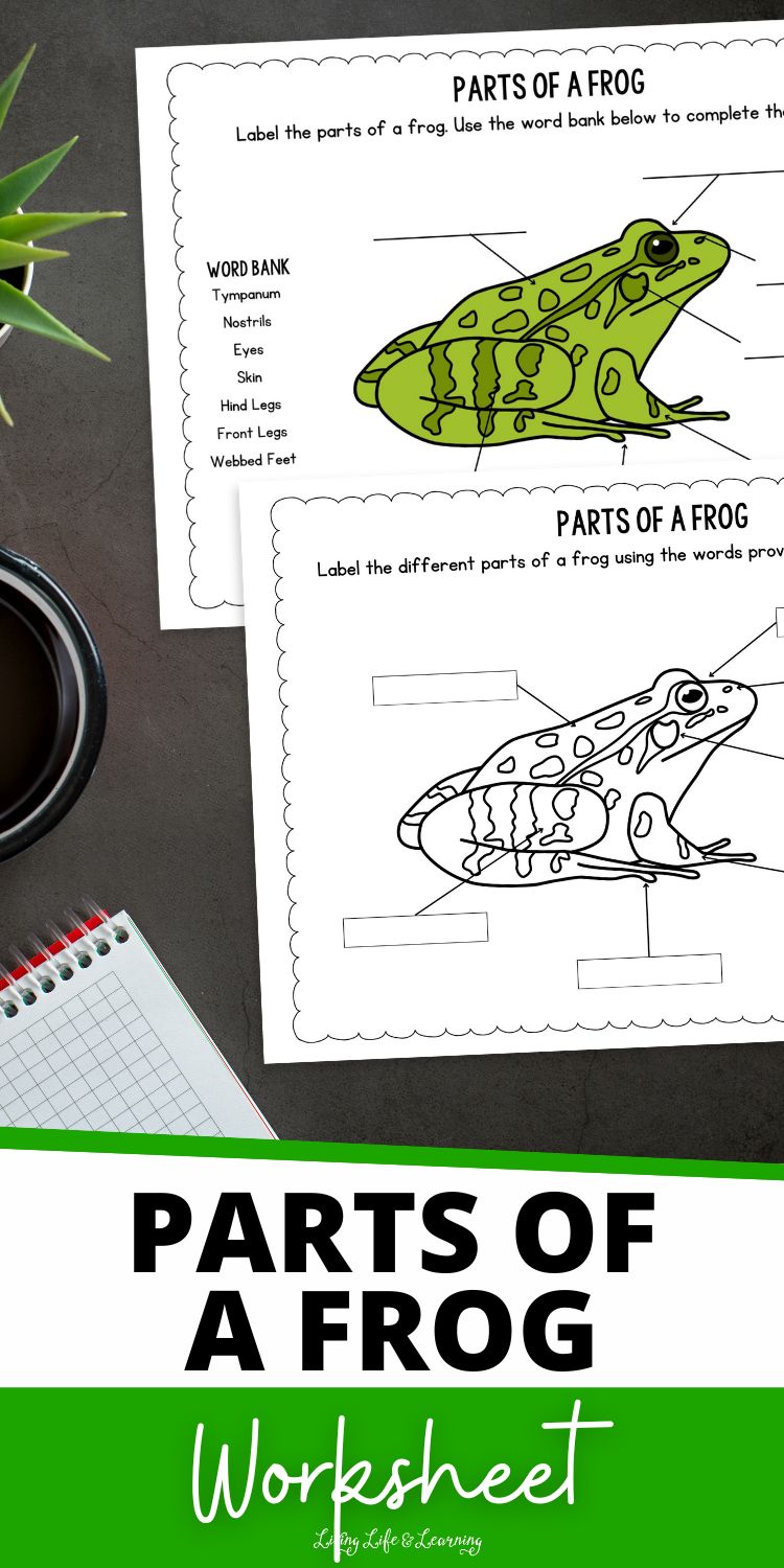 Parts of a Frog Worksheet to Teach Kids About Frog Anatomy