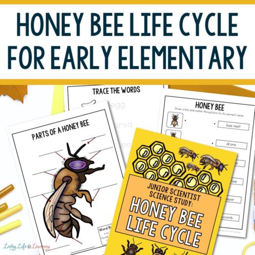 How Bees Make Honey Worksheets for Engaging Lesson