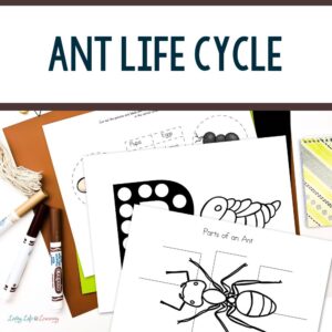 Engaging Ant STEM Activities for Kids to Explore Science Concepts