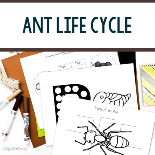 Engaging Ant STEM Activities for Kids to Explore Science Concepts