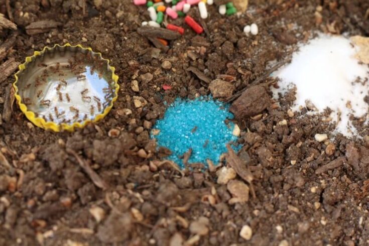 Engaging Ant STEM Activities for Kids to Explore Science Concepts