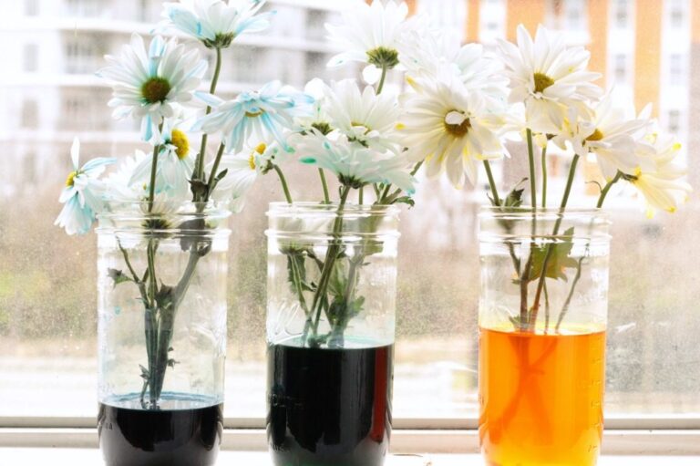 Flower Science Activities for Preschoolers to Explore This Spring