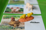 Fun Farm Science Activities for Preschoolers