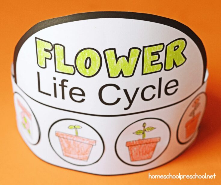 Flower Science Activities for Preschoolers to Explore This Spring