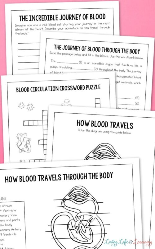 How Blood Travels Through the Body Worksheets for Elementary