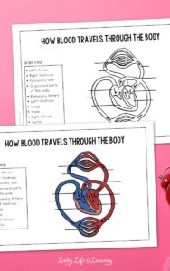 How Blood Travels Through the Body Worksheets for Elementary