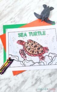 Realistic Sea Turtle Coloring Pages: Learn About Ocean Animals