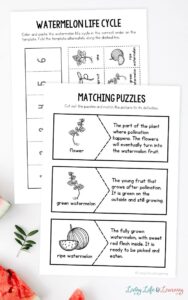 Watermelon Life Cycle Printable: Engaging Summer Science Fun