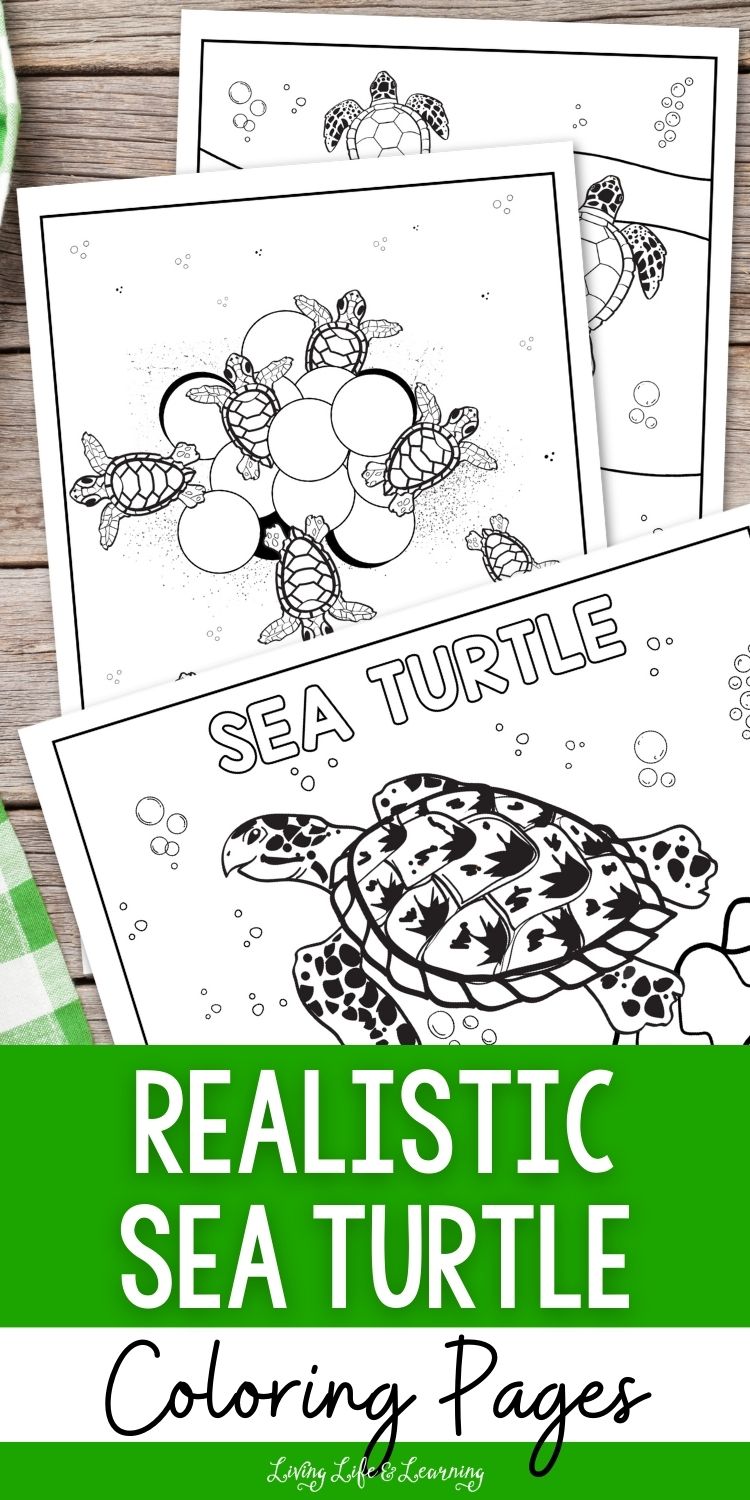Realistic Sea Turtle Coloring Pages: Learn About Ocean Animals