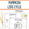 Watermelon Life Cycle Printable: Engaging Summer Science Fun