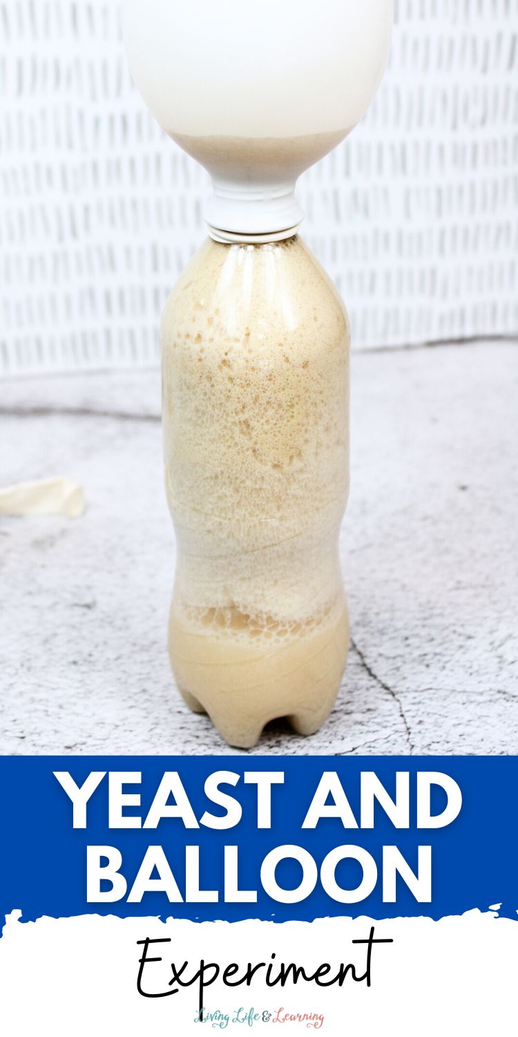 Yeast and Balloon Experiment: Learning About Chemical Reactions