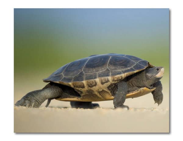 Sea Turtle Games for Kids: Engage and Educate