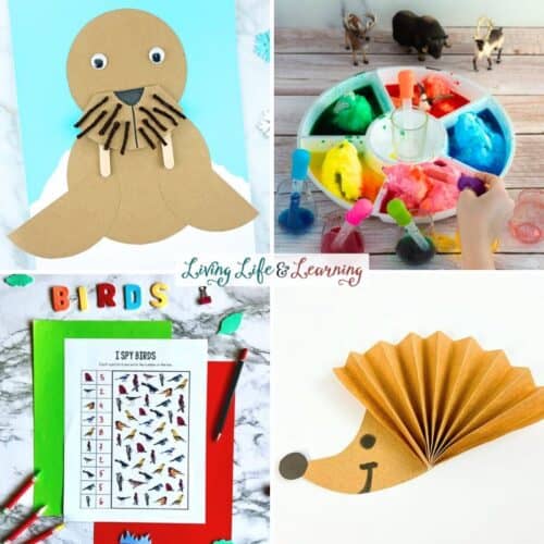 Animal Activities for Elementary Students: Fun Life Science Ideas