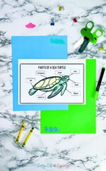 Parts of a Sea Turtle Worksheets: Explore Ocean Science