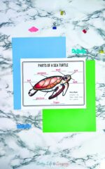 Parts of a Sea Turtle Worksheets: Explore Ocean Science