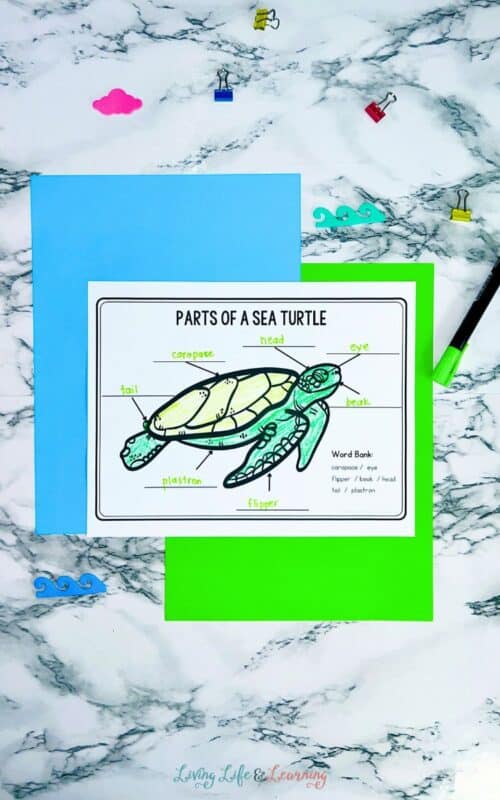 Parts of a Sea Turtle Worksheets: Explore Ocean Science