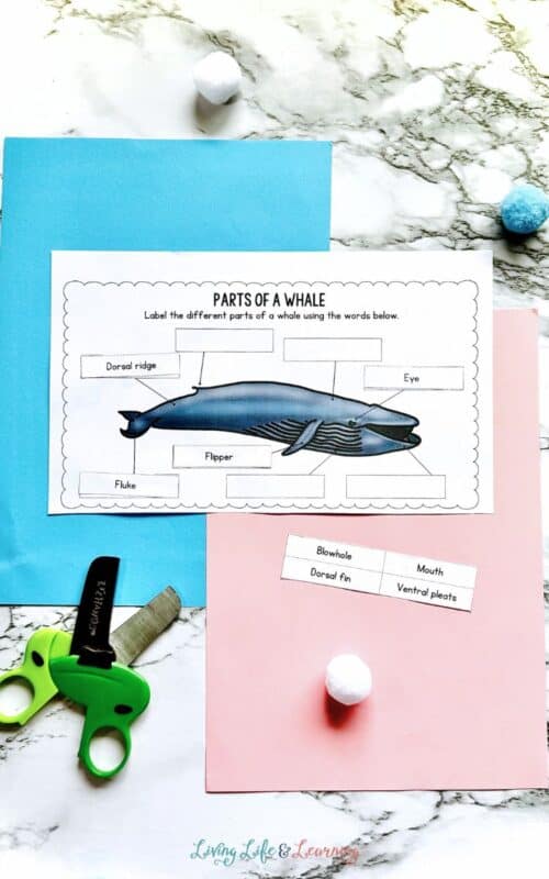 Parts of a Whale Worksheets to Explore Ocean Life