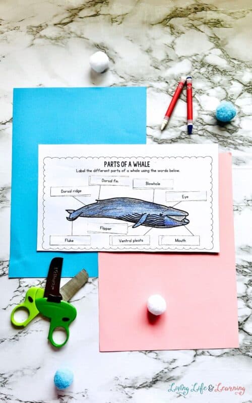 Parts of a Whale Worksheets to Explore Ocean Life